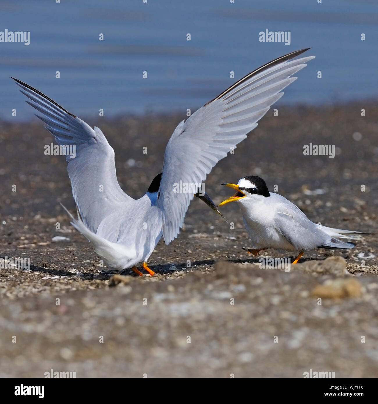 Seashore bird, Little Tern (Sternula albifrons) feeding fish each ...
