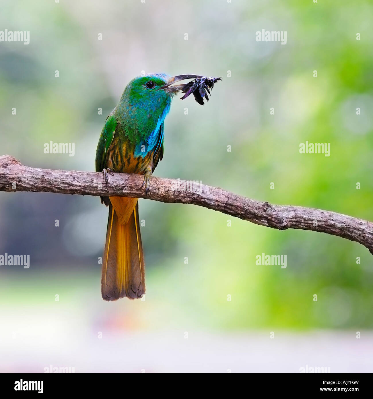 Blue-bearded Bee-eater (Nyctyornis athertoni) with bee for its chicks ...