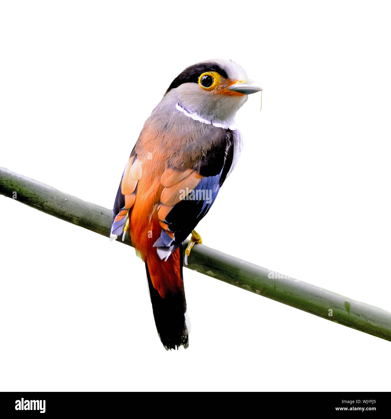 Colorful Broadbill, female Silver-breasted Broadbill (Serilophus ...