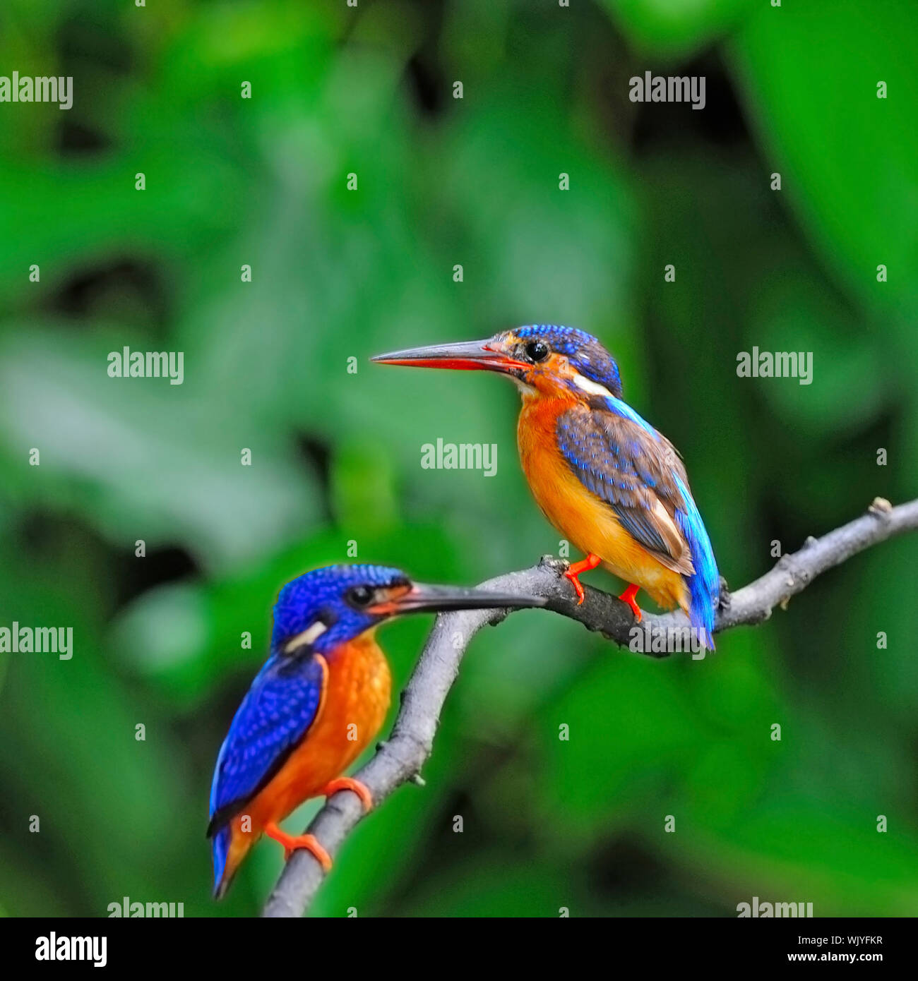 Couple lovers of blue Kingfisher, Blued-eared Kingfisher (Alcedo ...