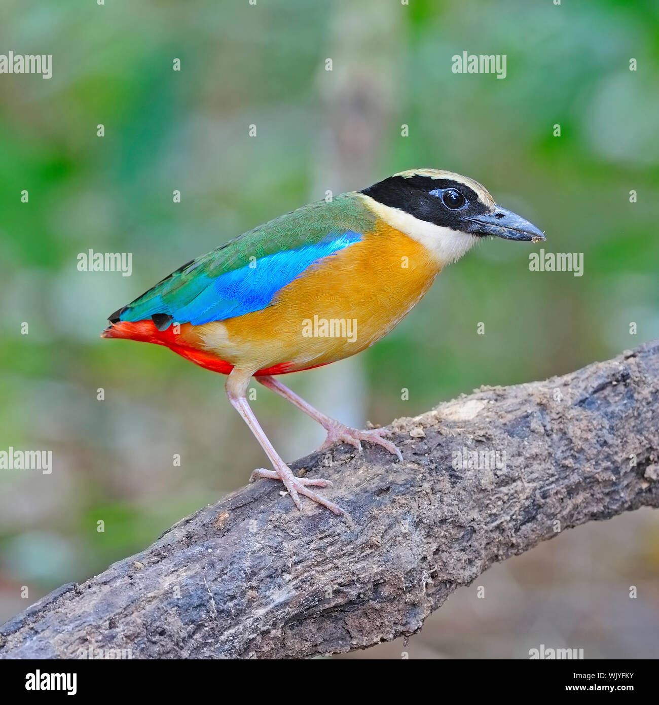 Beautiful Pitta, Blue-winged Pitta (Pitta moluccensis) standing on the ...