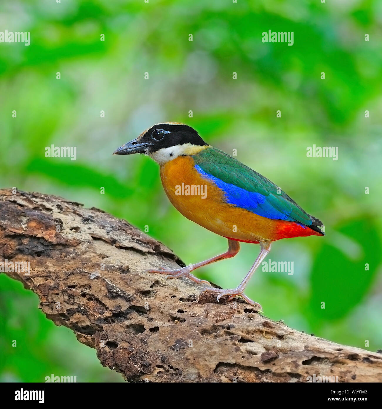Colorful Pitta, Blue-winged Pitta (Pitta moluccensis) on the log Stock ...