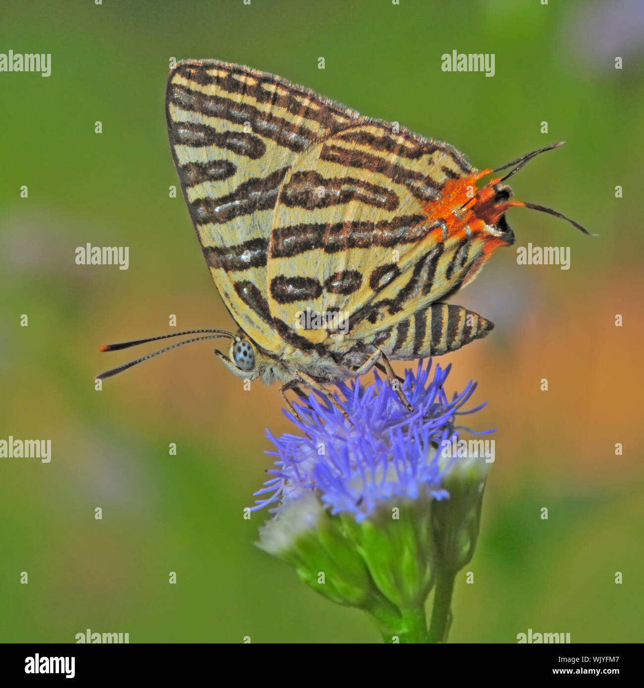 Cigaritis syama hi-res stock photography and images - Alamy