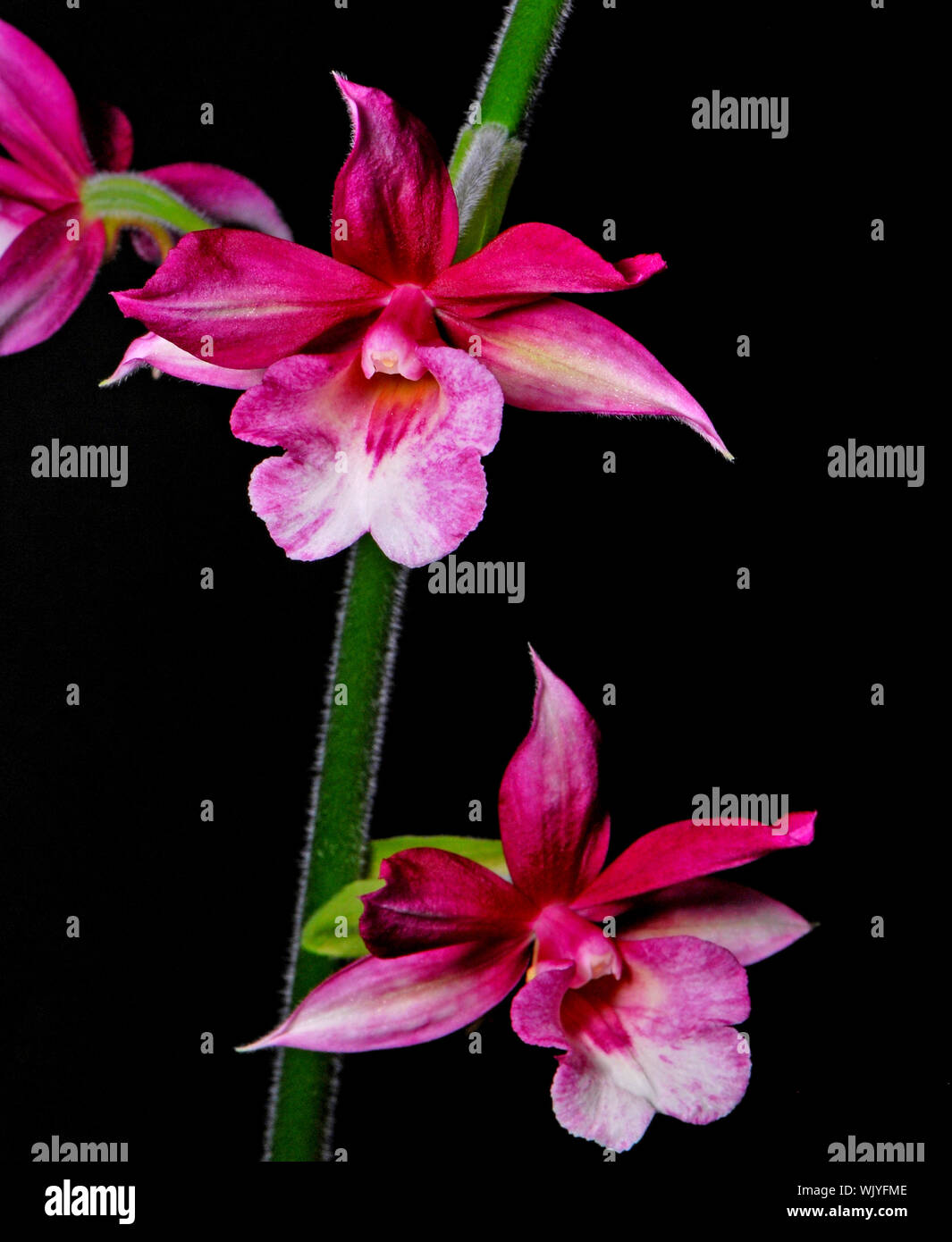 Calanthe orchid flower exotic hi-res stock photography and images - Alamy