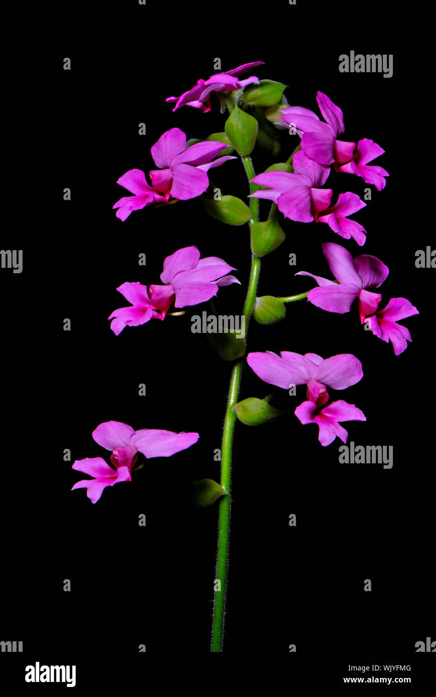 Calanthe orchid flower exotic hi-res stock photography and images - Alamy