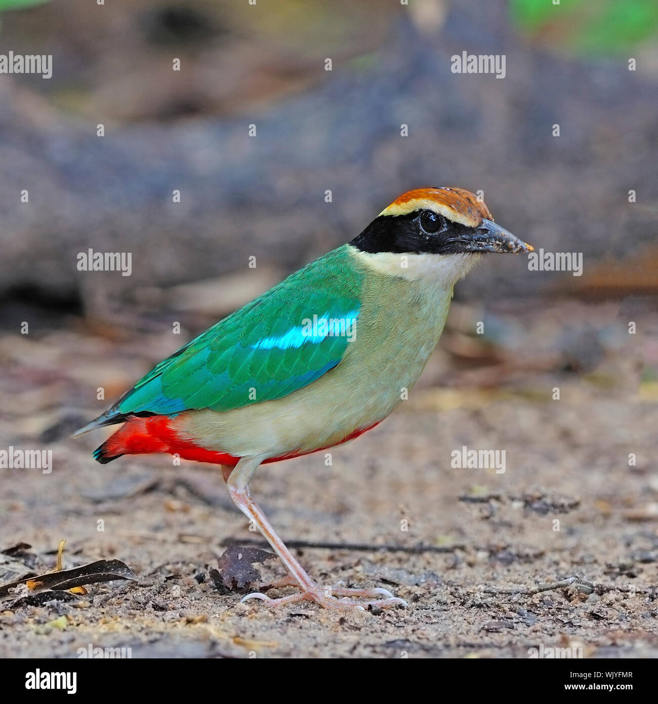 Colorful Pitta, Fairy Pitta (Pitta nympha) on the green nature ...