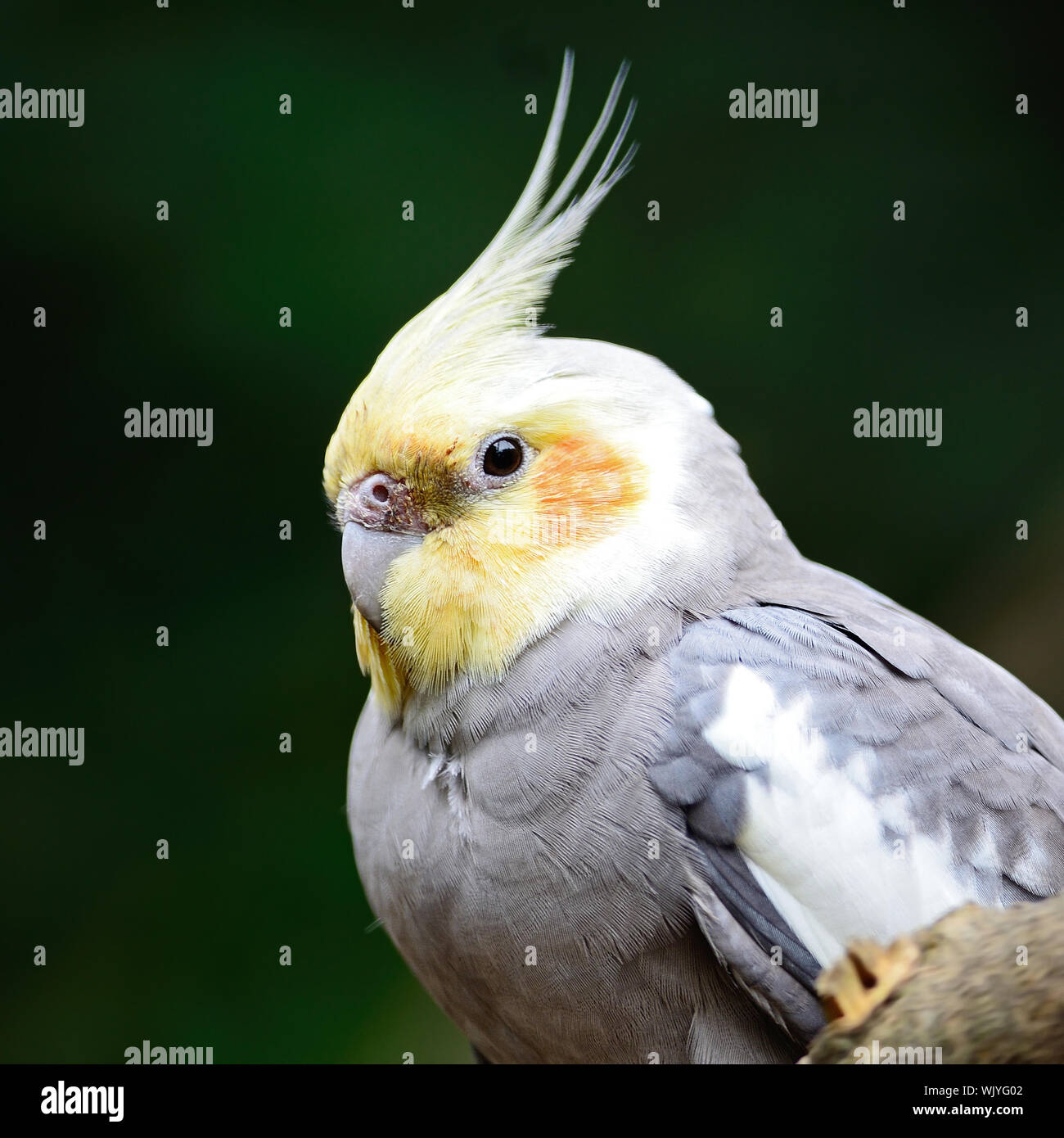 Beautiful Cockatiel (Nymphicus hollandicus), closeup head profile Stock ...