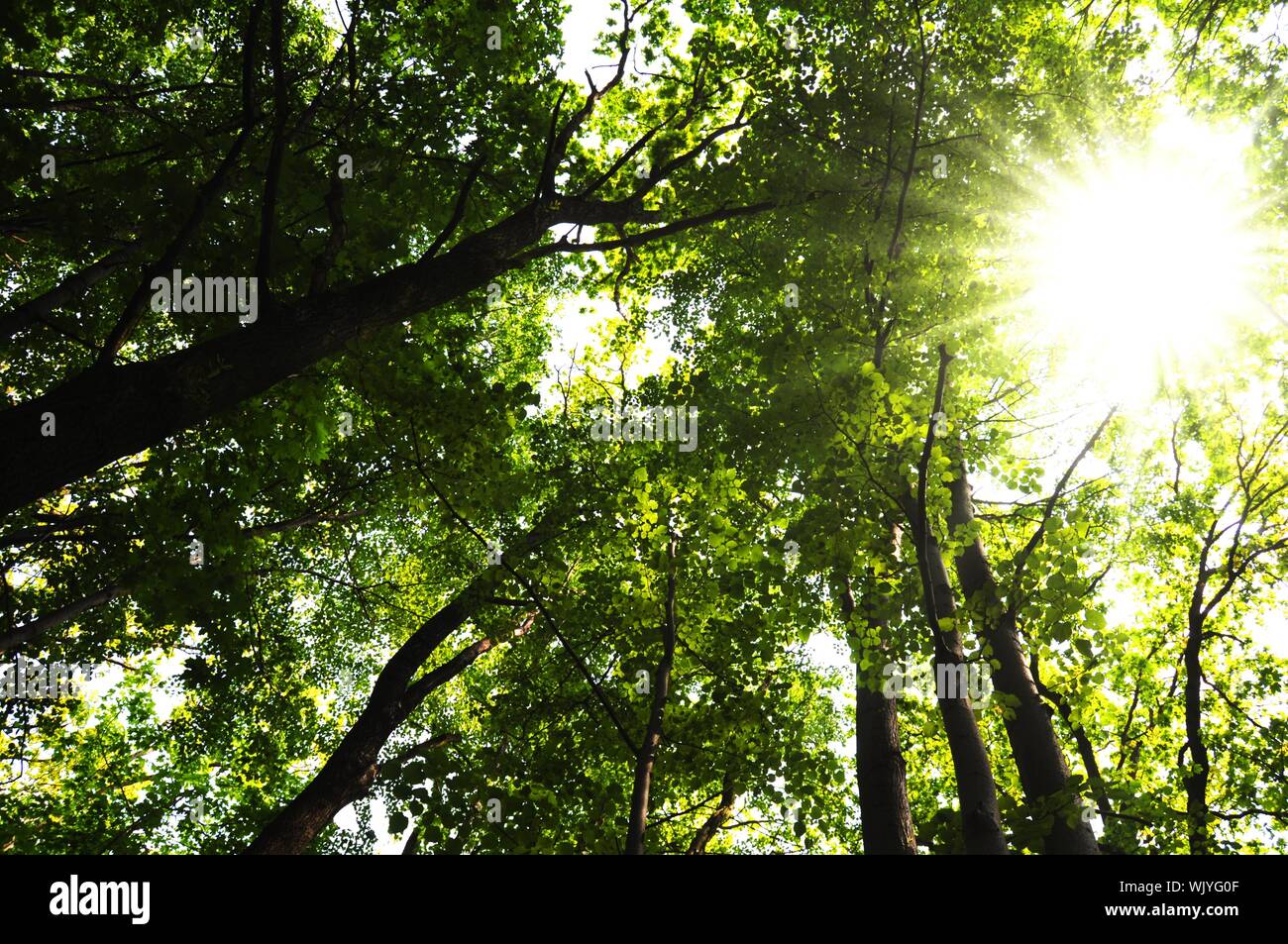 green summer trees in the woods or forest Stock Photo - Alamy