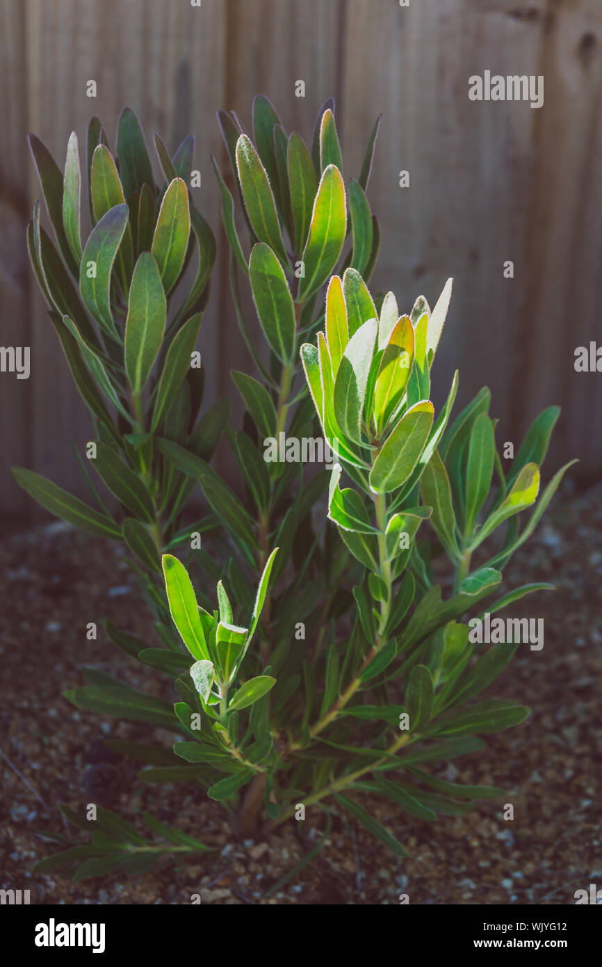 native South African protea plant in harsh sunlight, growing in ...