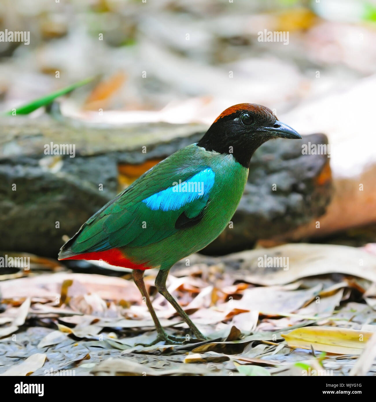 Colorful Pitta, Hooded Pitta (Pitta sordida), standing on the ground ...