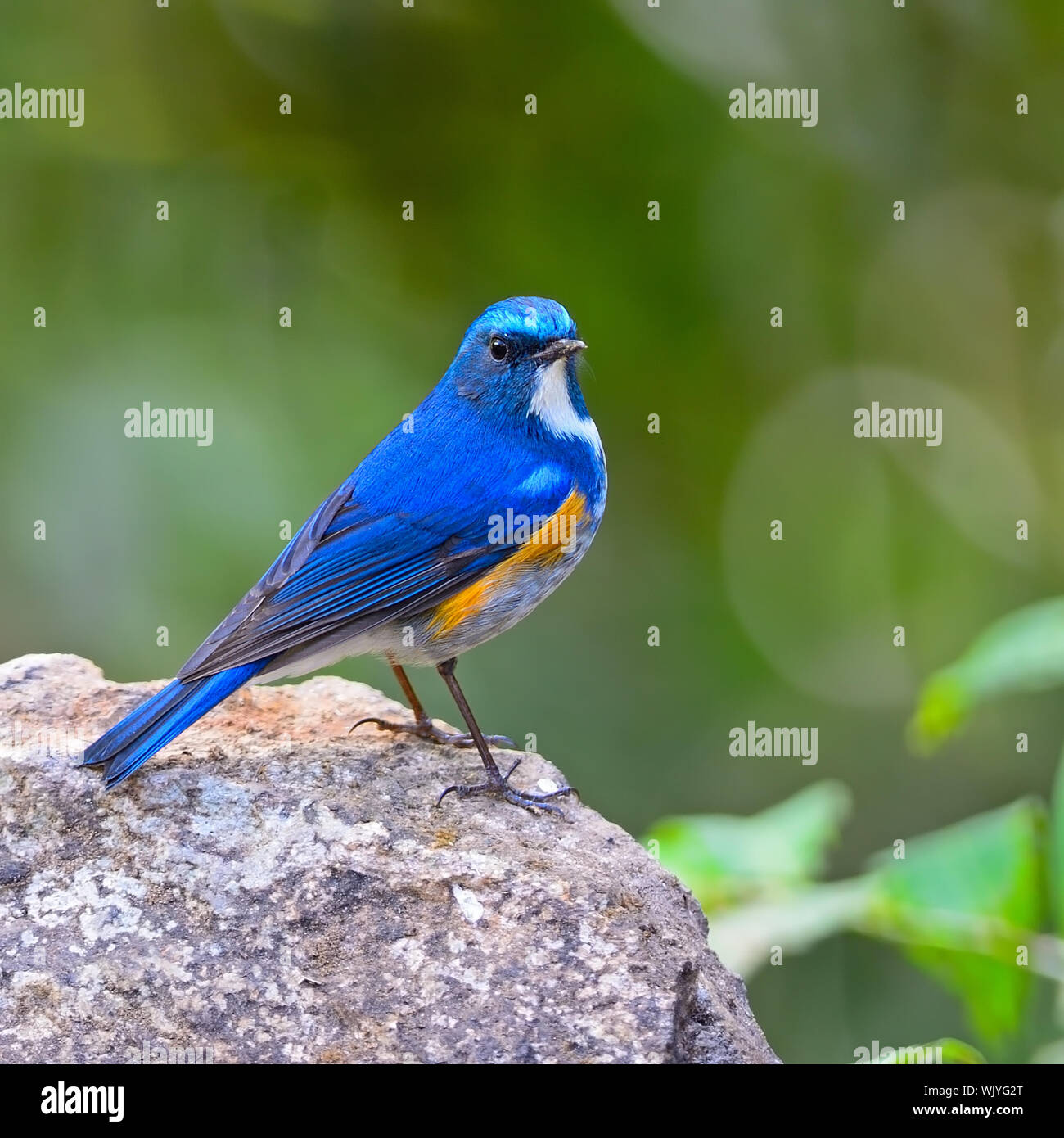 Blue bird, male Himalayan Bluetail (Tarsiger rufilatus), back profile ...