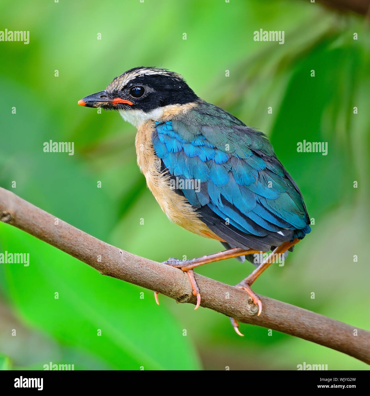 Colorful Pitta of juvenile Blue-winged Pitta (Pitta moluccensis), side ...