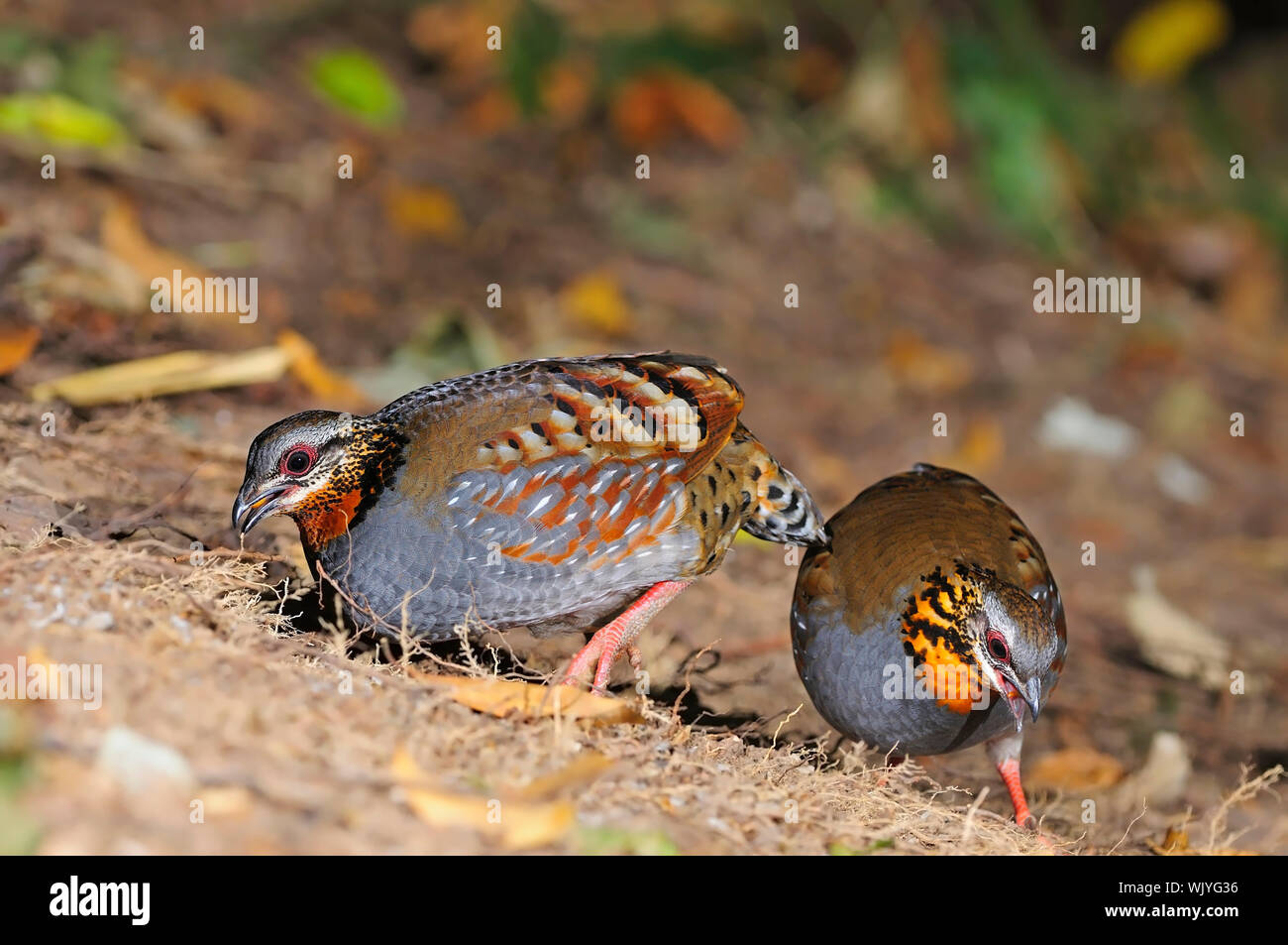 Colorful Partridge, couple of Rufous-throated Partridge (Arborophila ...