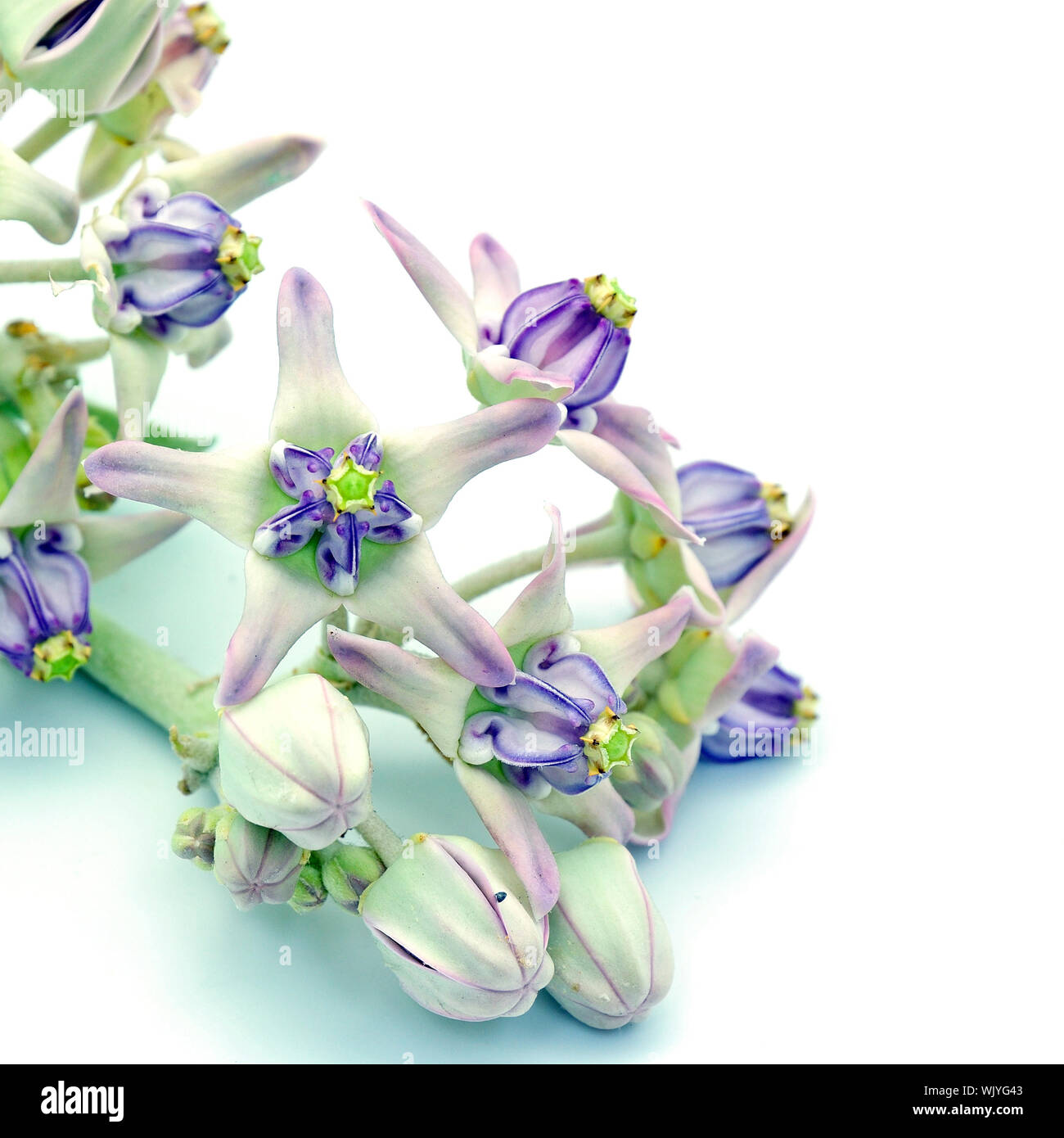 Multicolor with white and purple flower, Crown Flower, Giant Indian ...