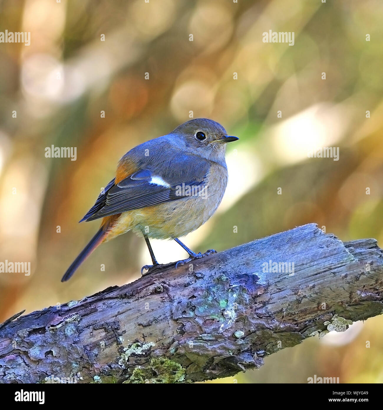 A female of Redstart bird, Daurian Redstart (Phoenicurus auroreus) standing on a log, back ...