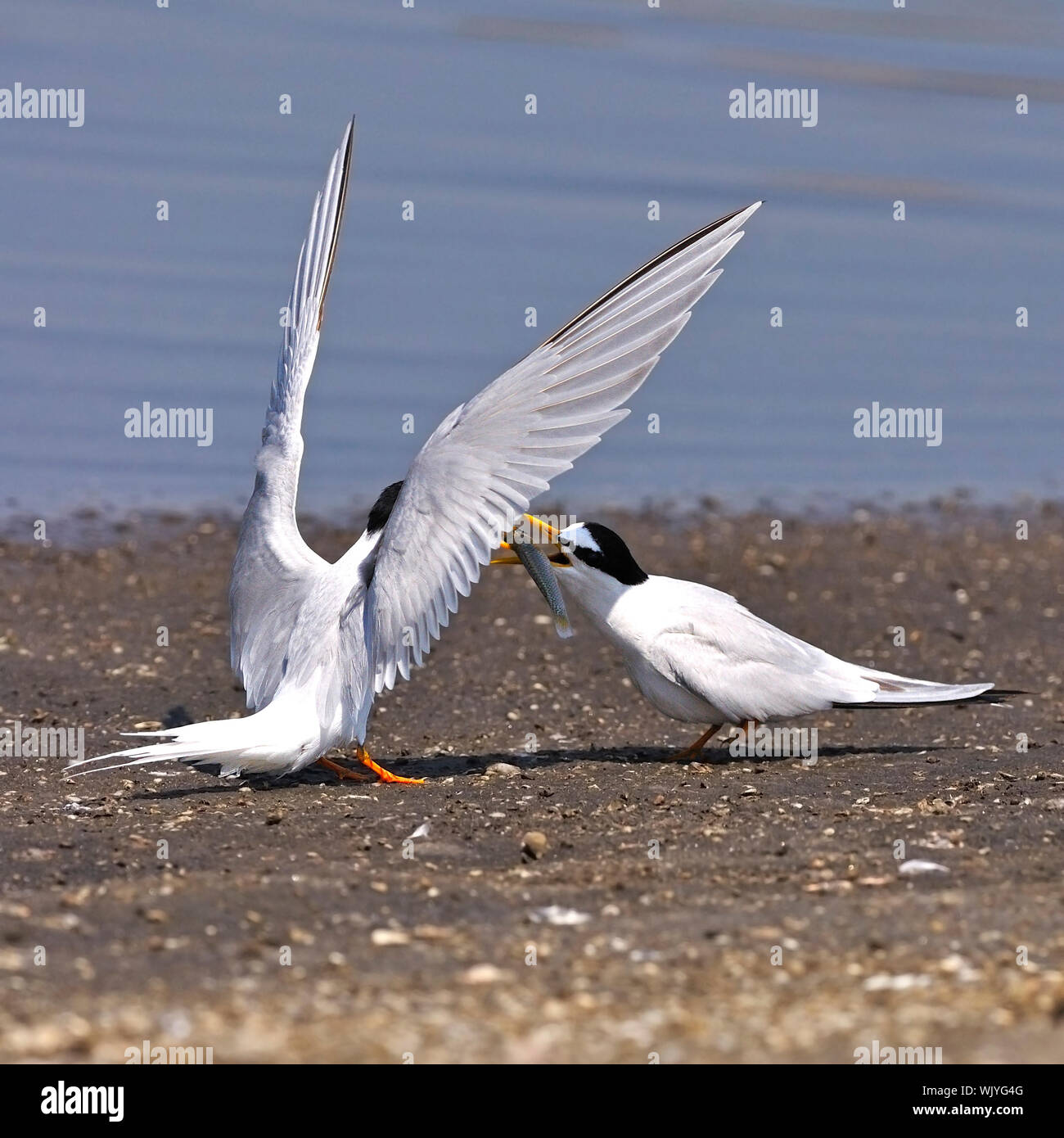 Seashore bird, Little Tern (Sternula albifrons) with mating plumage ...