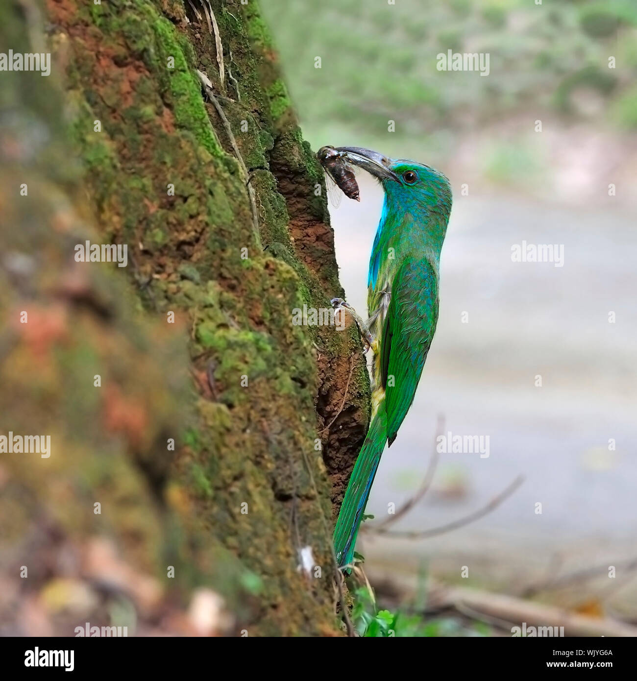 Blue-bearded Bee-eater (Nyctyornis athertoni) with cicada for its ...