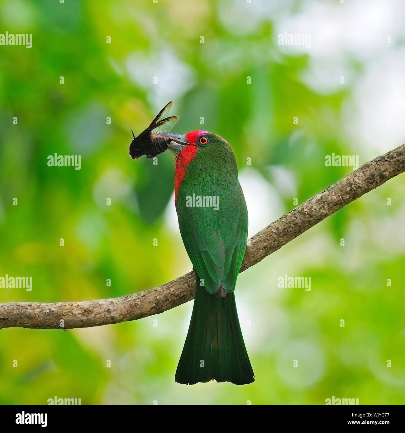A colorful female Red-bearded Bee-eater with cicada for its chicks ...