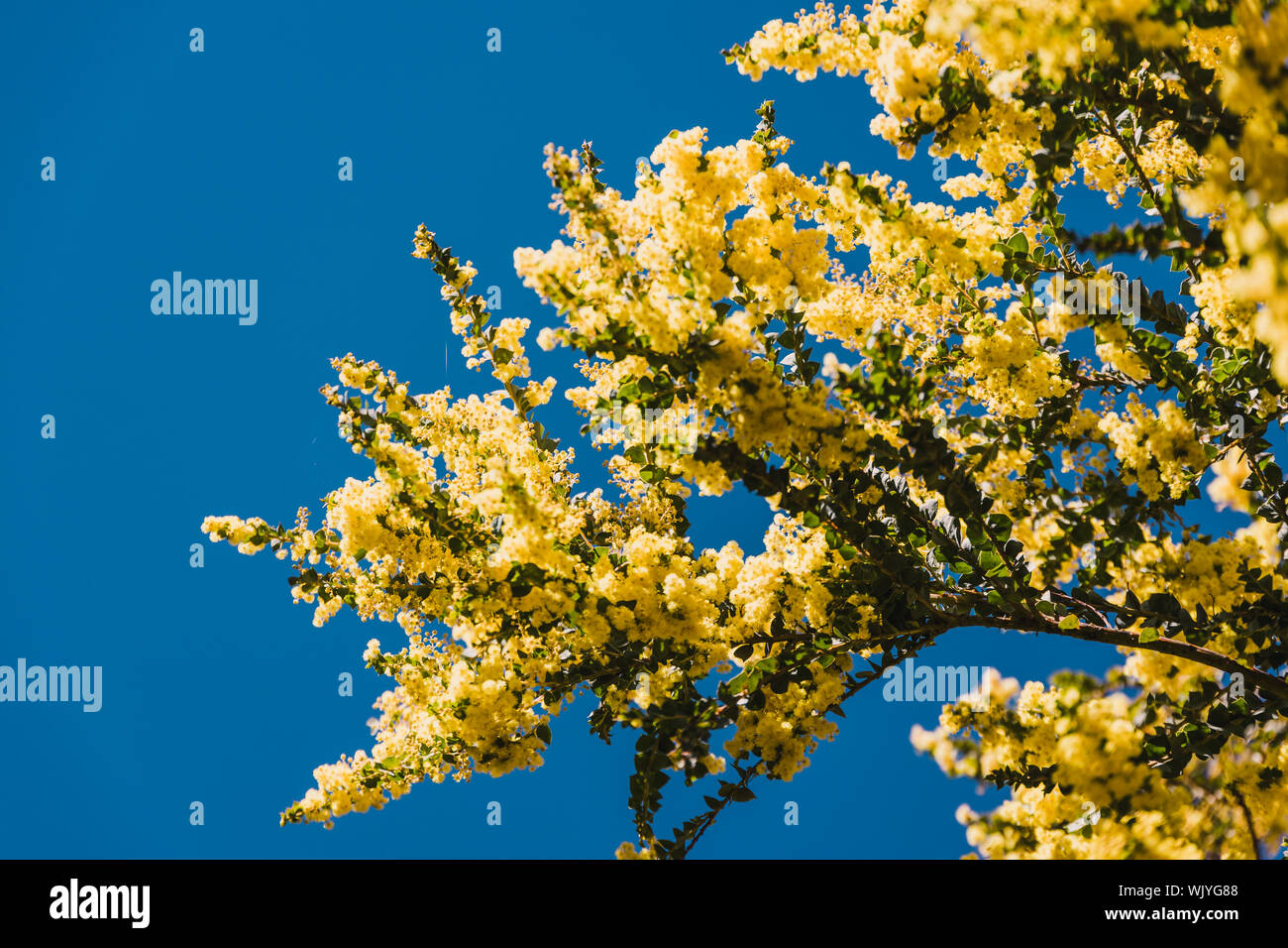 native Australian wattle tree in bloom with the typical round yellow ...