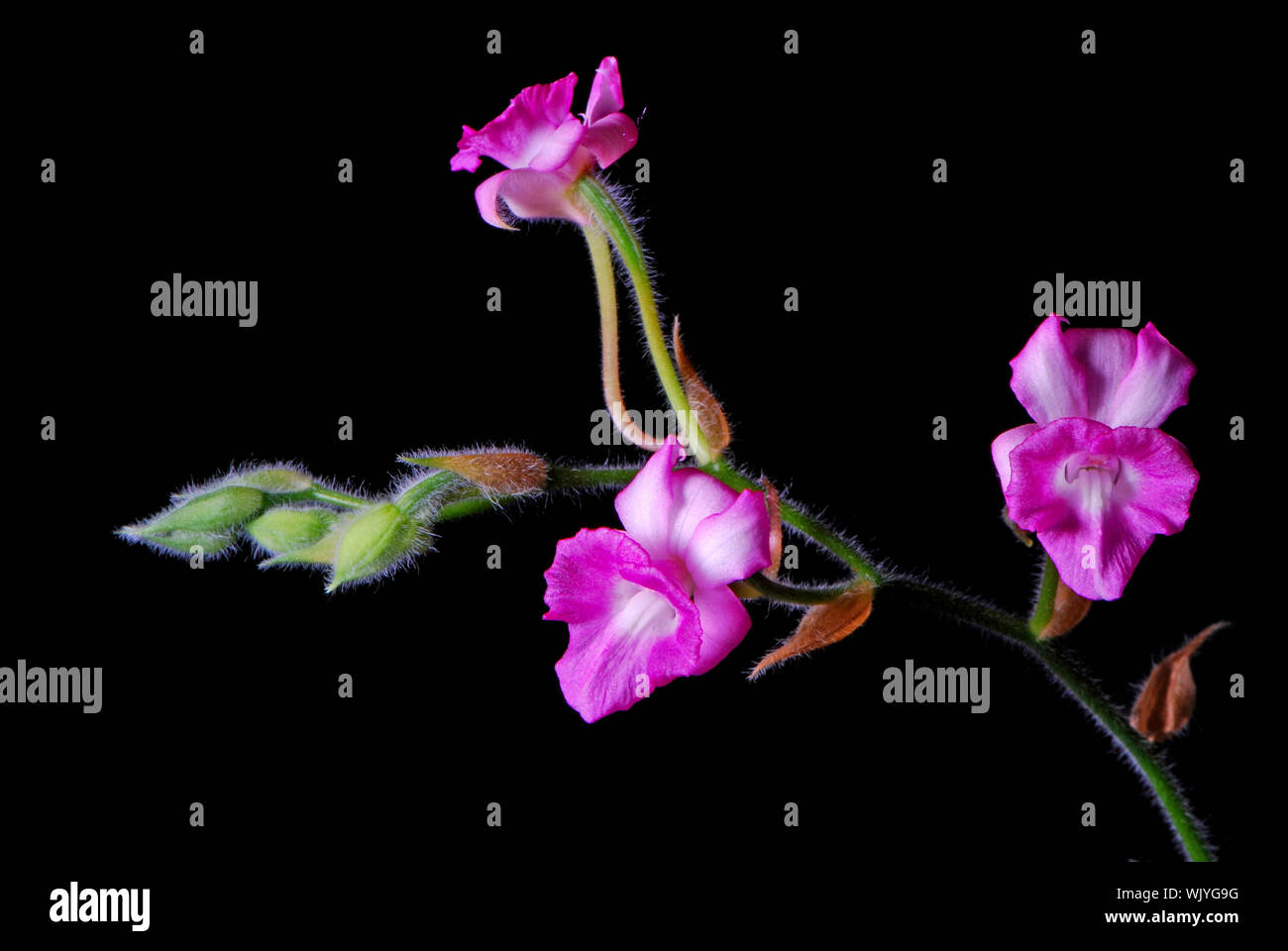 Calanthe orchid flower exotic hi-res stock photography and images - Alamy