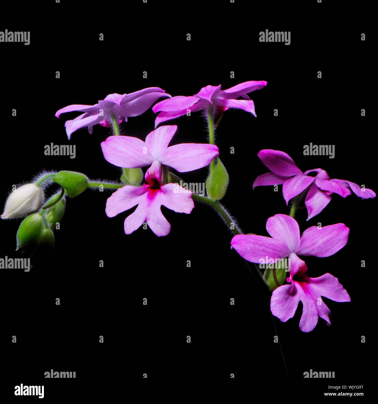 Wonderful pink Calanthe, Calanthe rubens, terrestial orchid Stock Photo ...