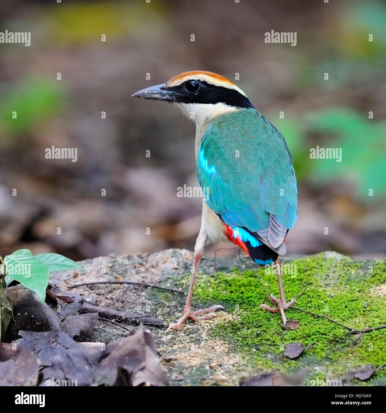Colorful Pitta, Fairy Pitta (Pitta nympha) on the green nature ...