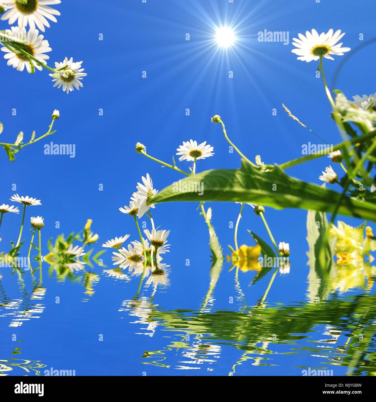 daisy flower and water reflection showing summer concept Stock Photo ...