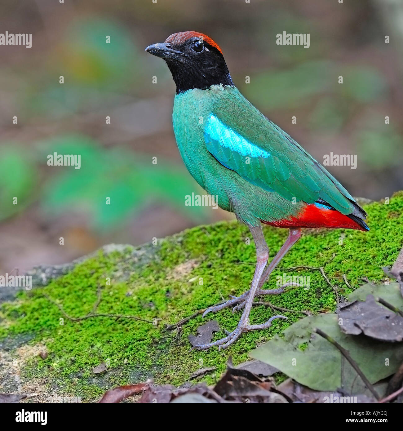 Colorful Pitta, Hooded Pitta (Pitta sordida) with nice standing on the ...