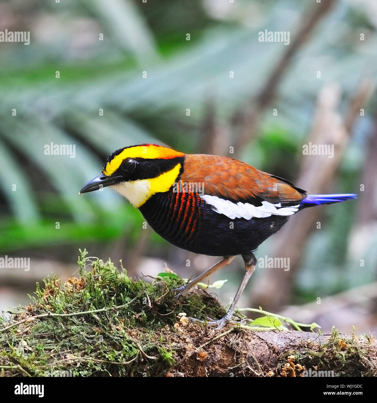 A male of colorful Pitta, Malayan Banded Pitta (Pitta irena) standing ...