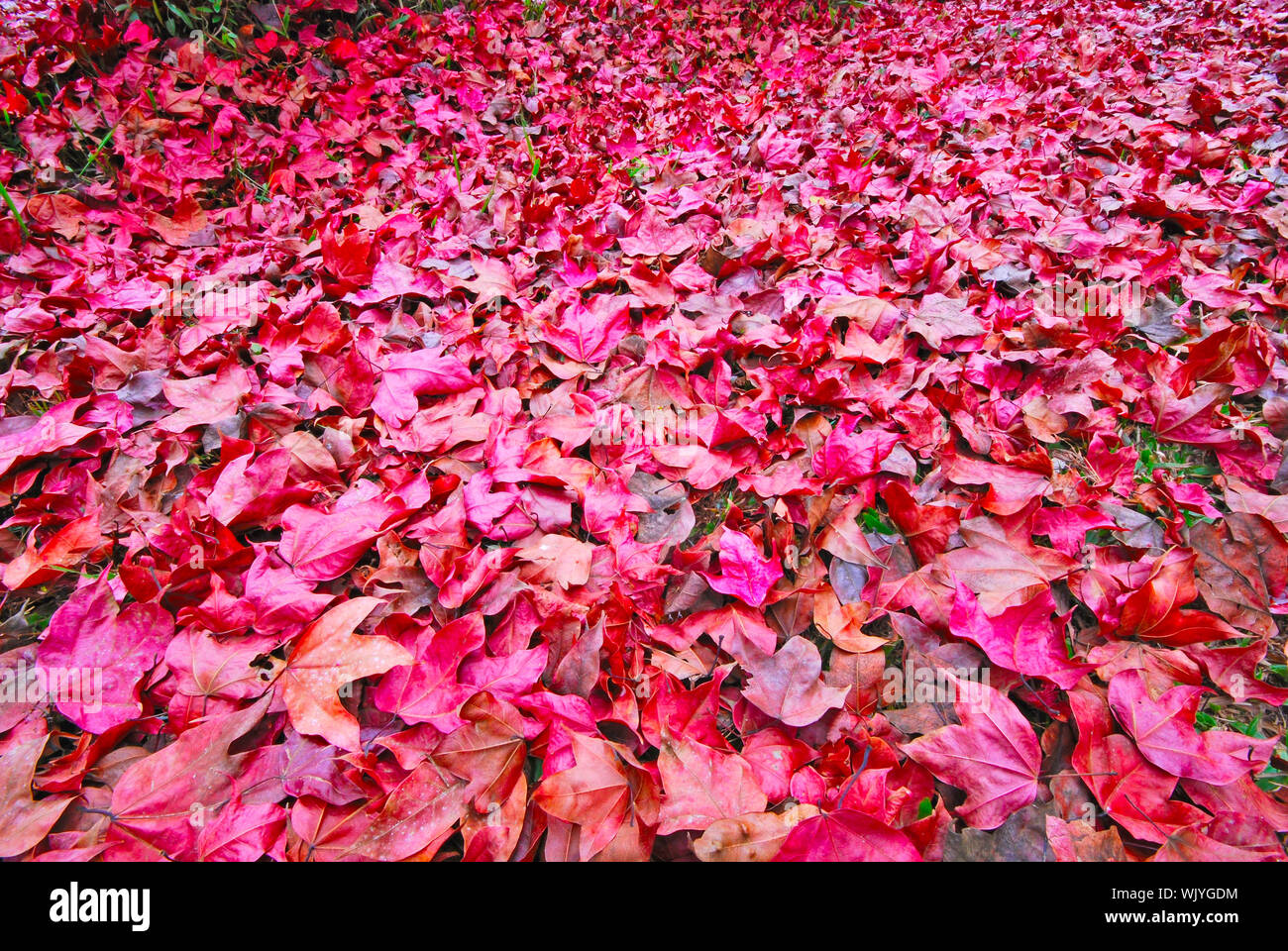 The falling leaves colors, red maple on the autumn season in the forest ...