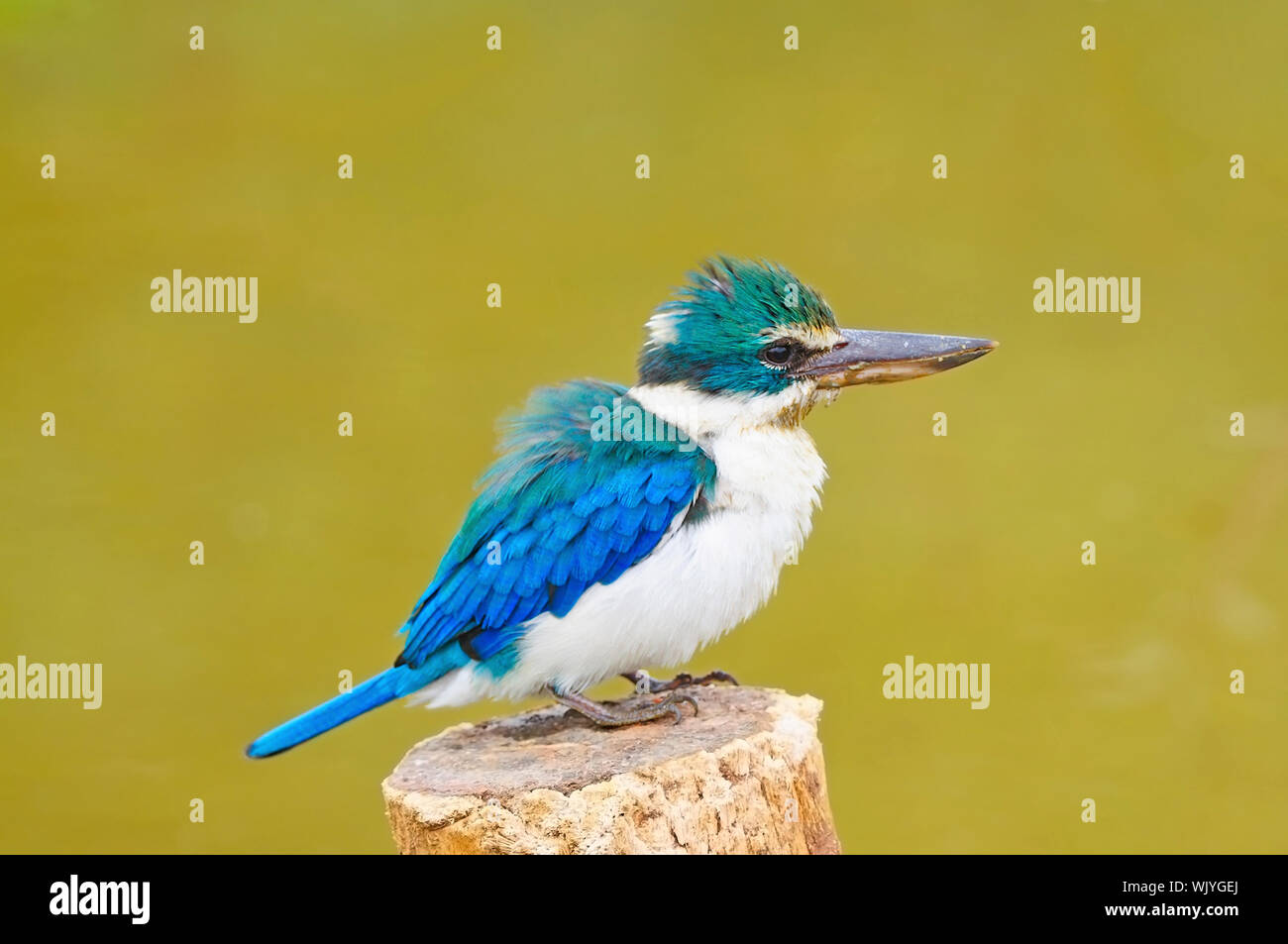 Sacred Kingfisher (Todiramphus sanctus), on the stump Stock Photo - Alamy