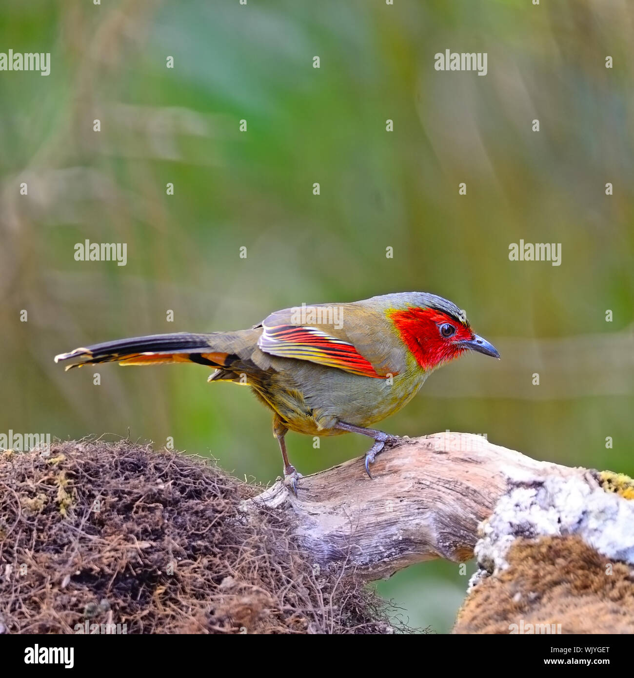 Scarlet-faced Liocichla (Liocichla ripponi) on a branch Stock Photo - Alamy