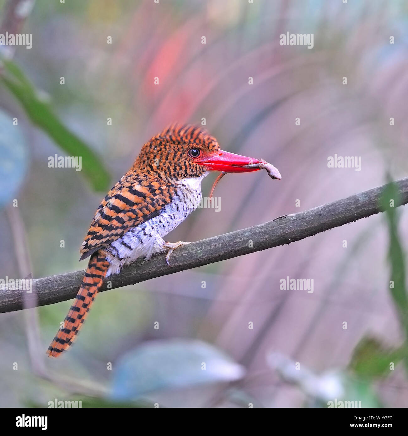 Colorful Kingfisher, female Banded Kingfisher (Lacedo pulchella) with ...