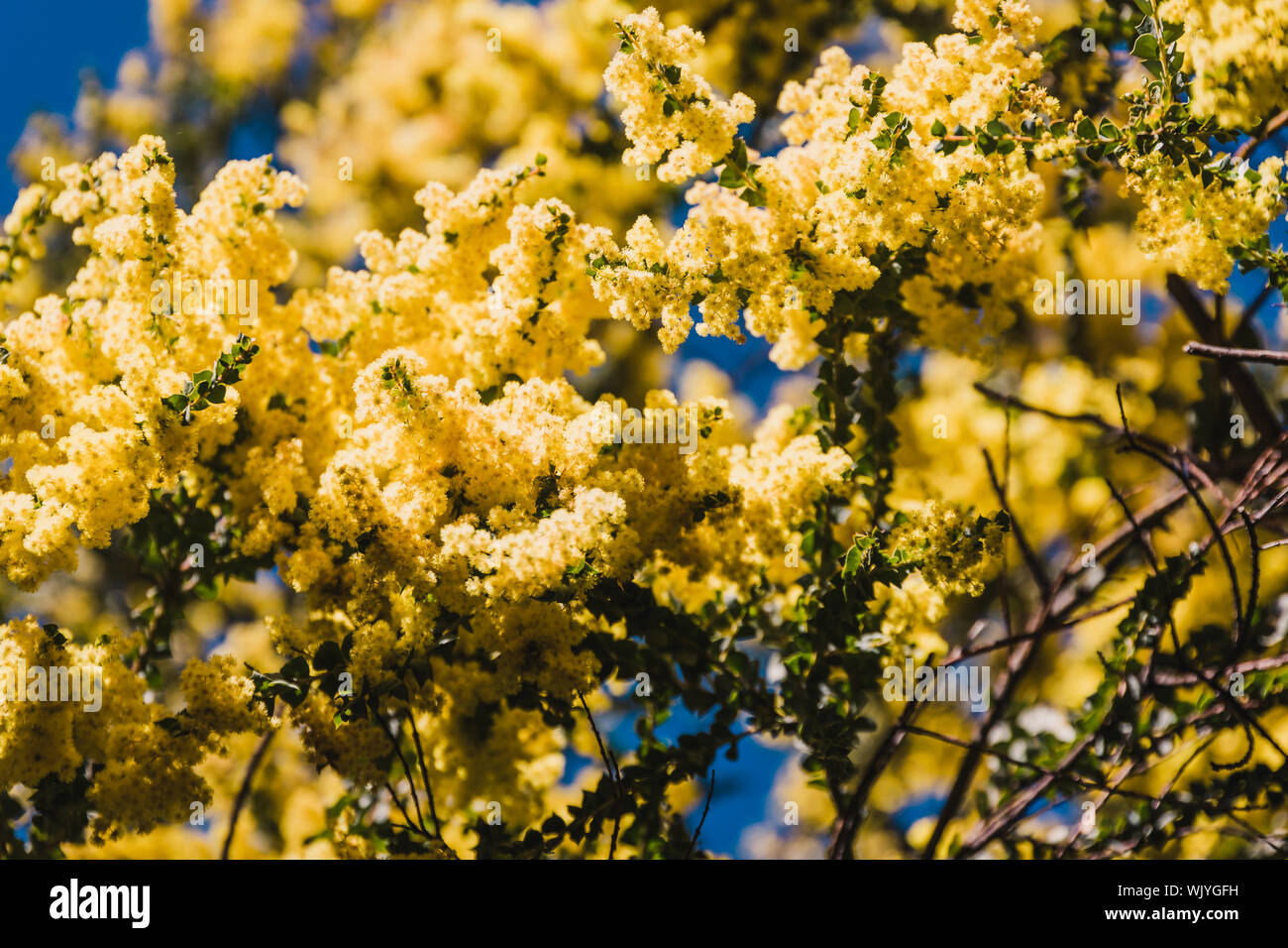 native Australian wattle tree in bloom with the typical round yellow ...