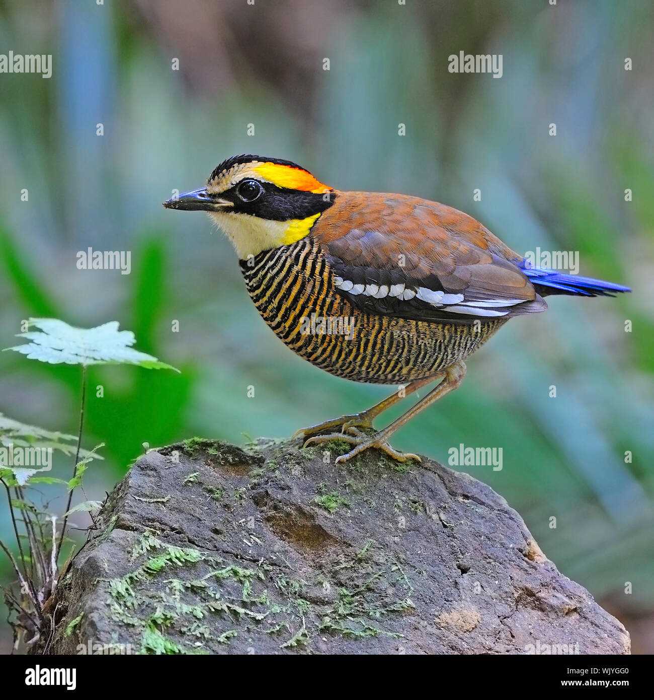 A female of colorful Pitta, Malayan Banded Pitta (Pitta irena) standing ...