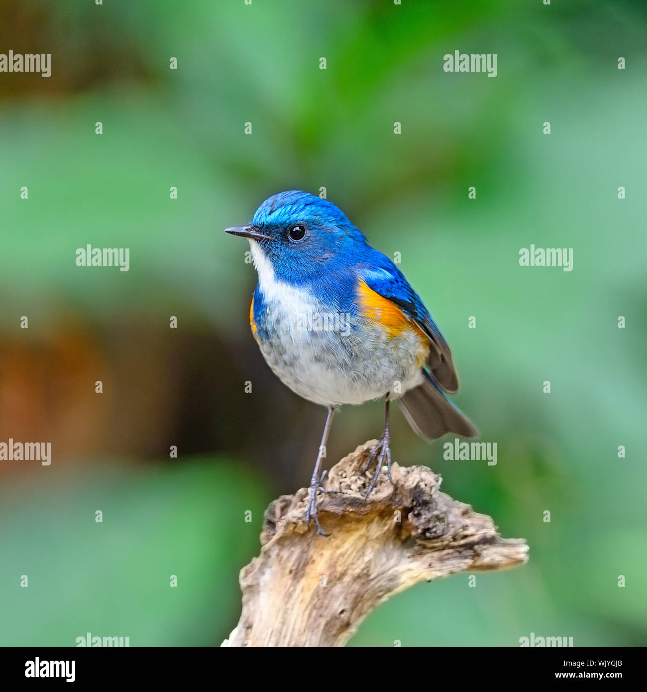 Beatiful blue bird, face-to-face, male Himalayan Bluetail (Tarsiger ...