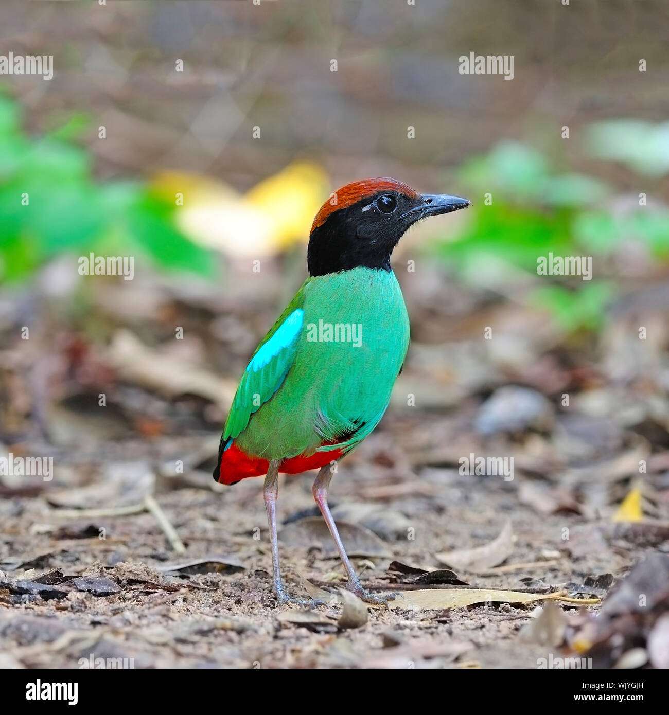 Beautiful Pitta, Hooded Pitta (Pitta sordida) with nice standing on the ...