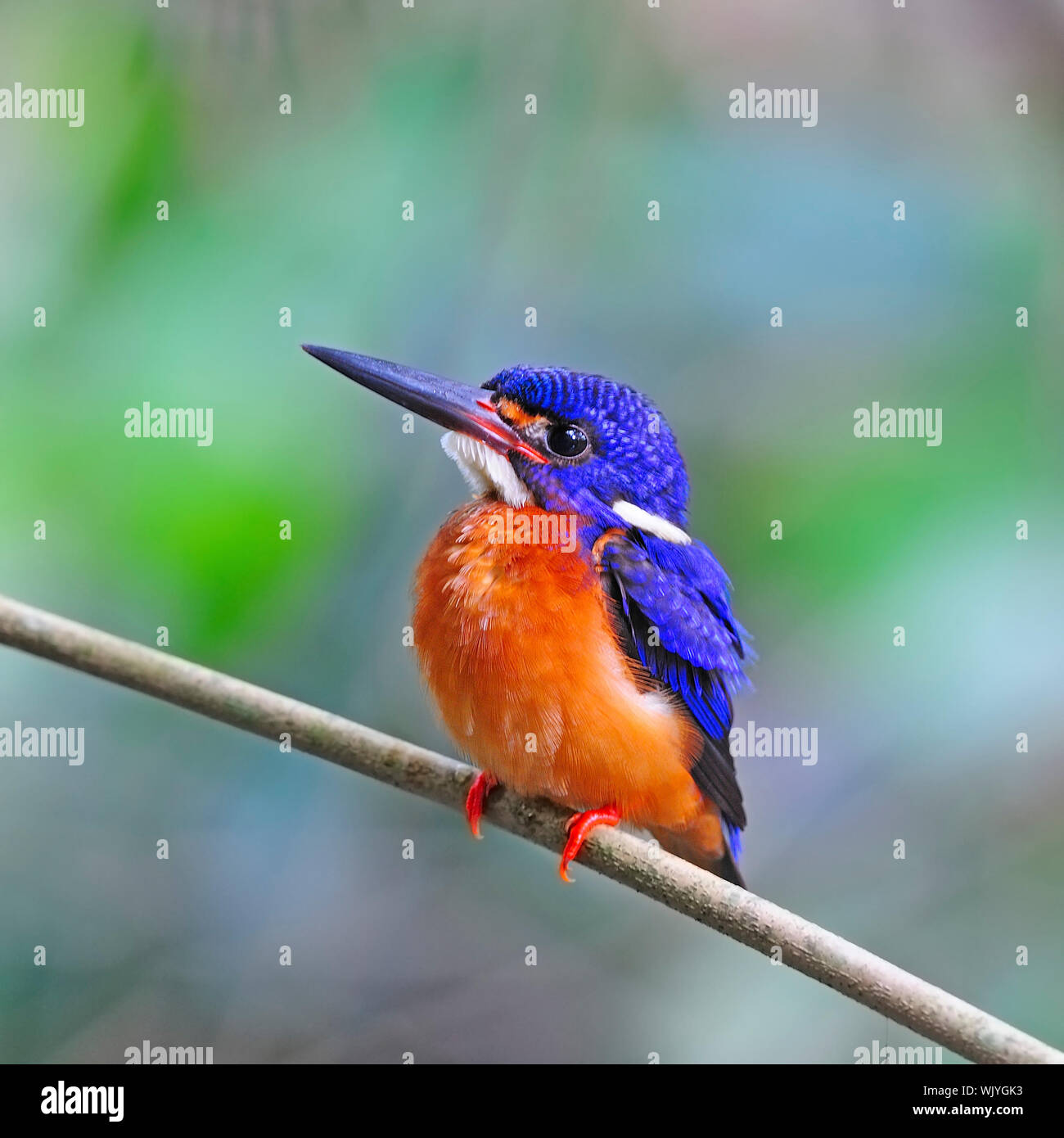 Male Blued-eared Kingfisher (Alcedo meninting) sitting on a branch ...