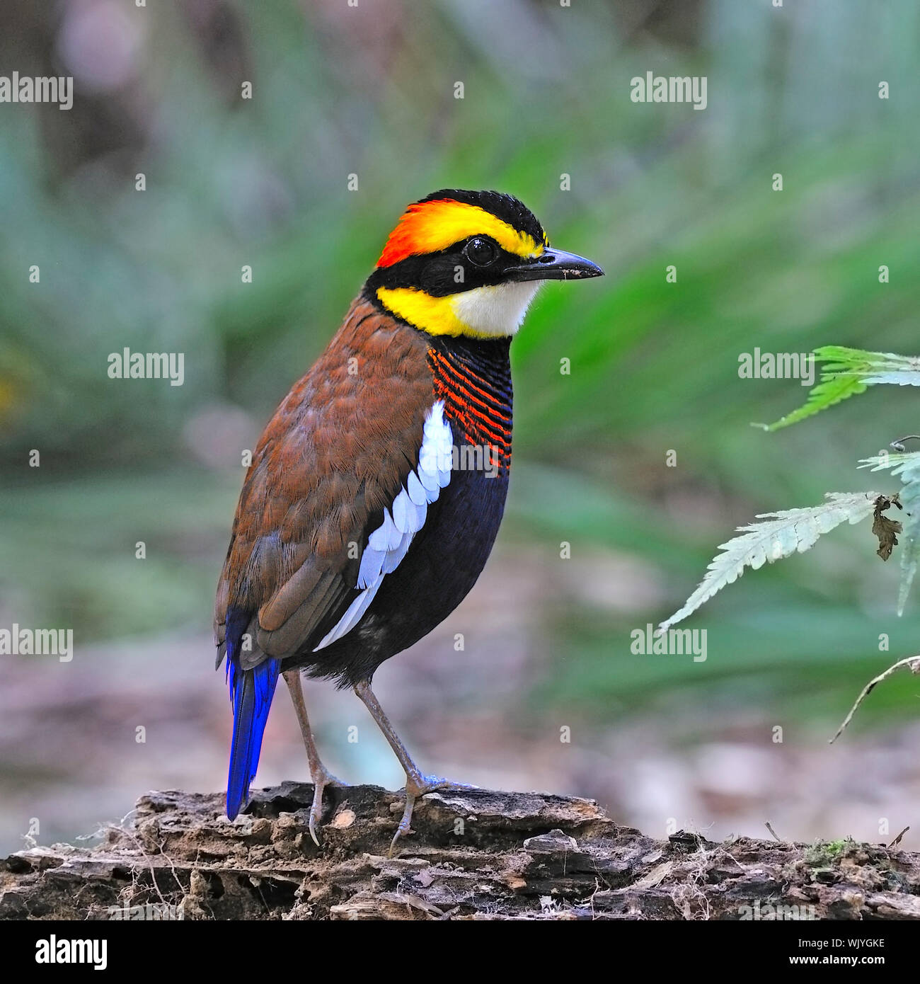 Colorful Pitta, male Malayan Banded Pitta (Pitta irena) standing on the ...