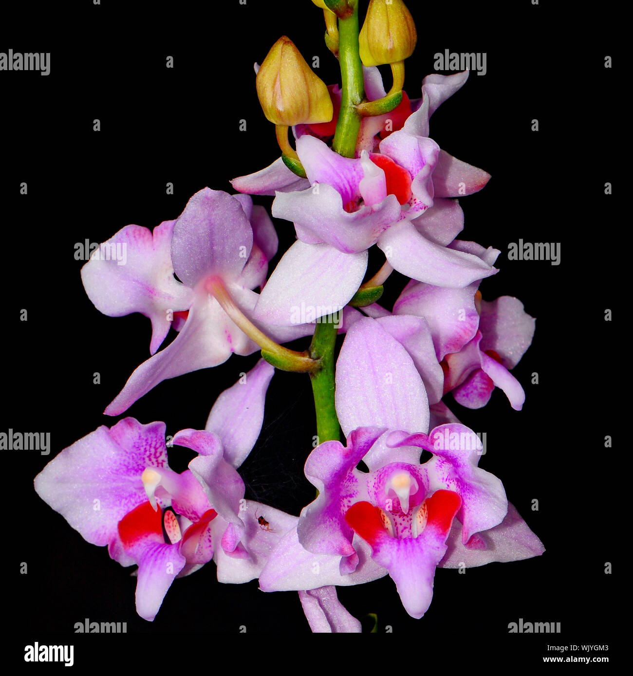 Peloric or peloria or pelorica hi-res stock photography and images - Alamy