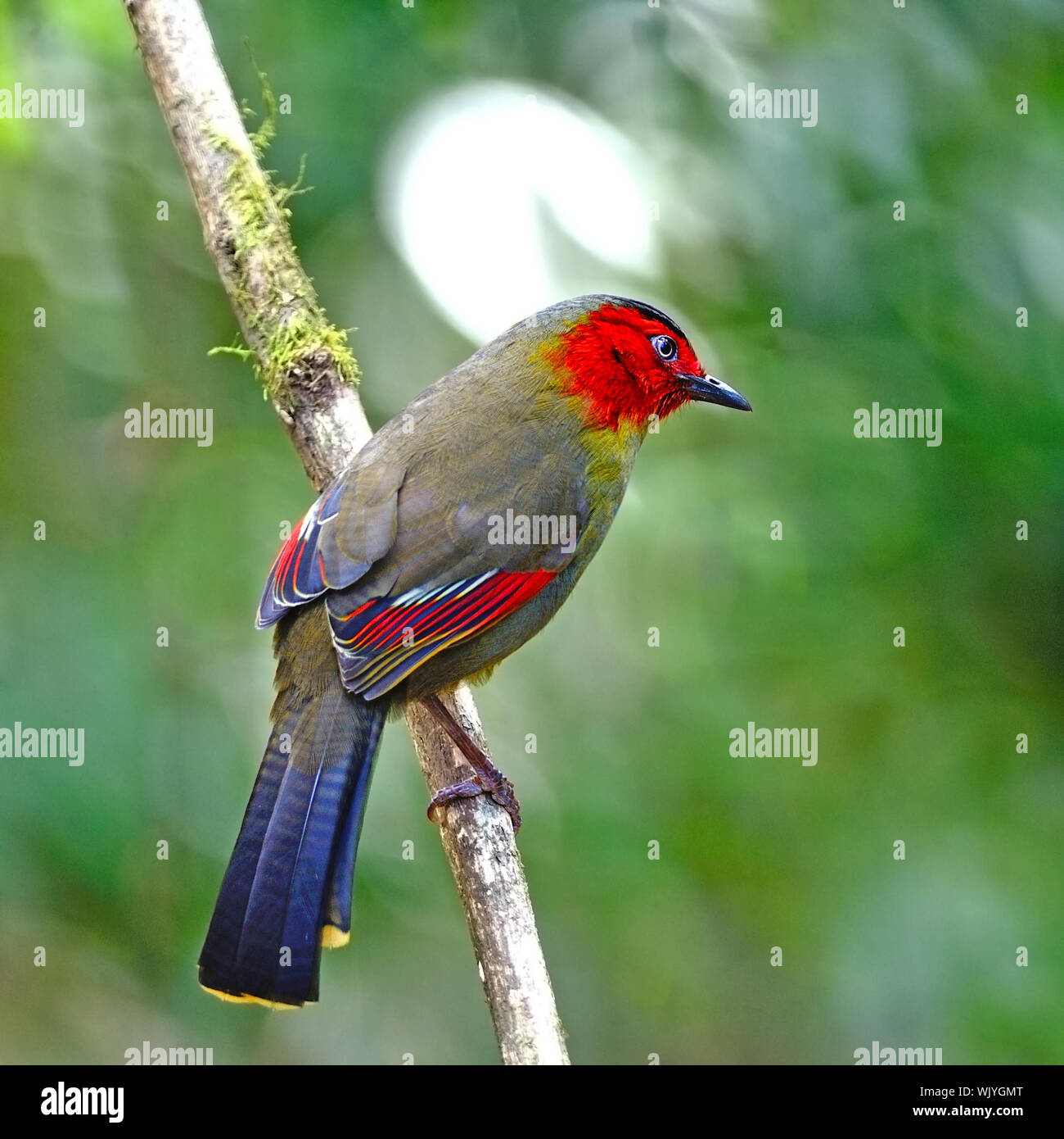 Colorful red-faced bird, Scarlet-faced Liocichla (Liocichla ripponi) on ...