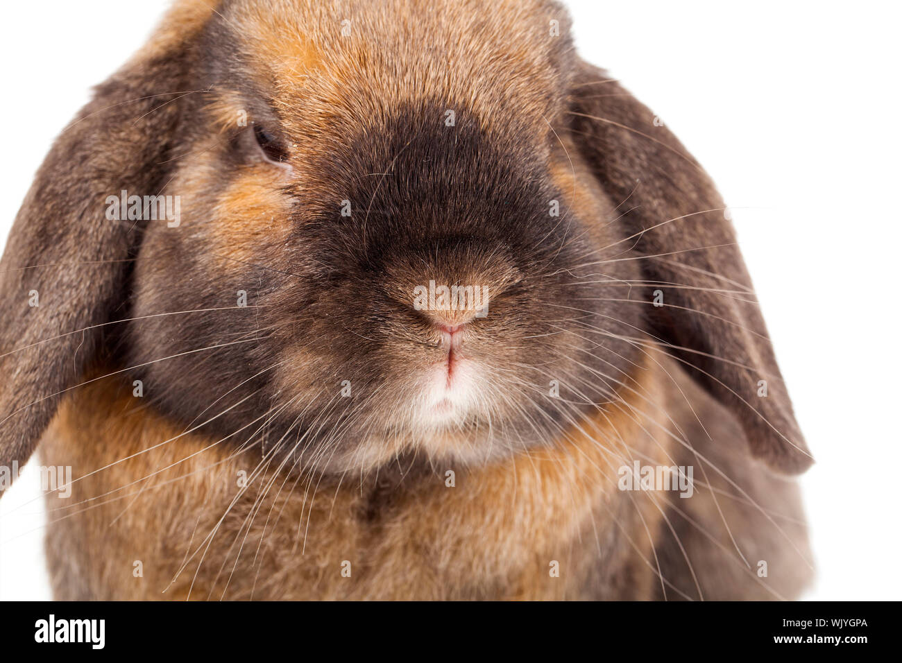 rabbit isolated on a white background Stock Photo - Alamy