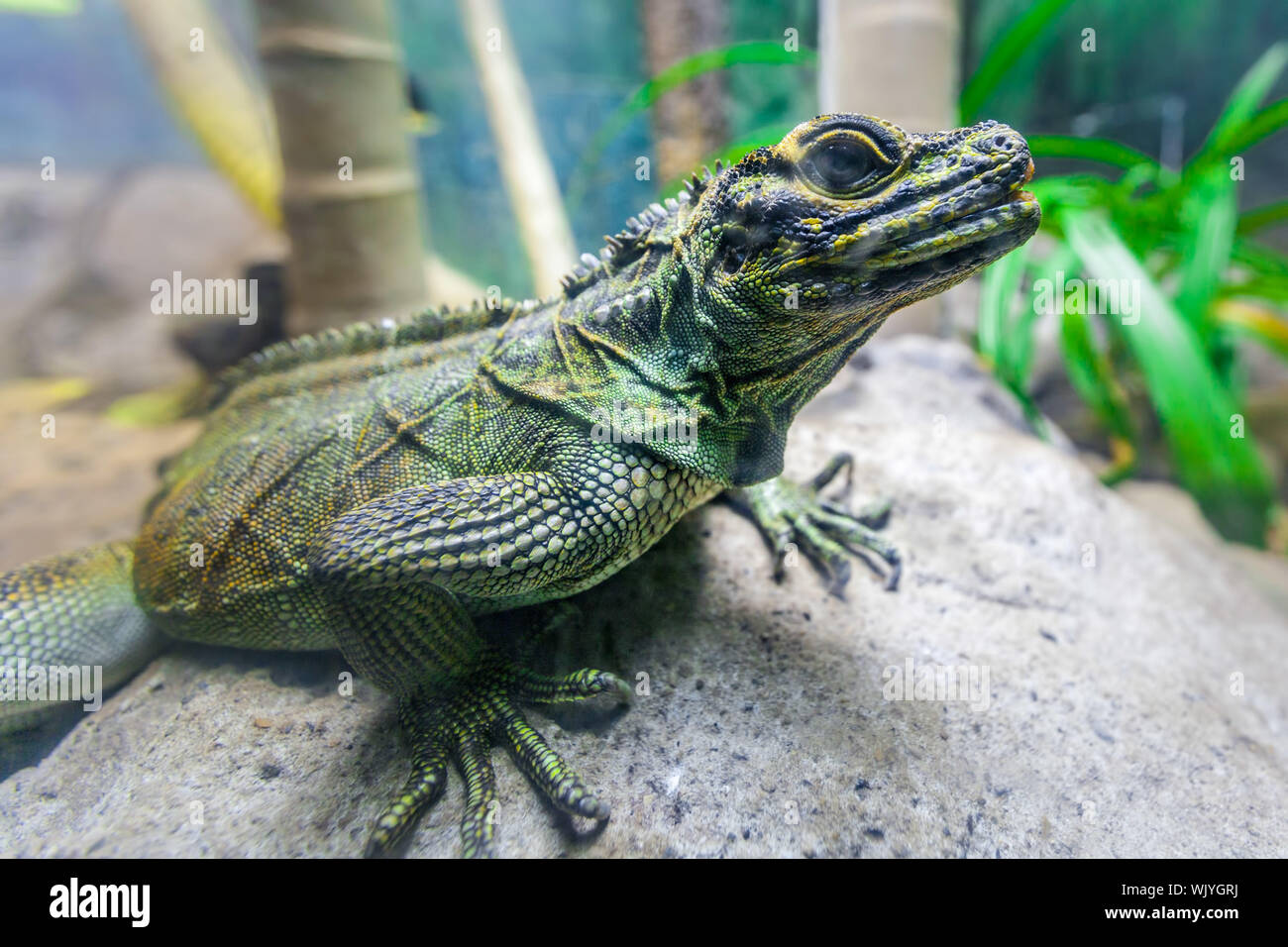Sailfin Lizard Stock Photos & Sailfin Lizard Stock Images - Alamy