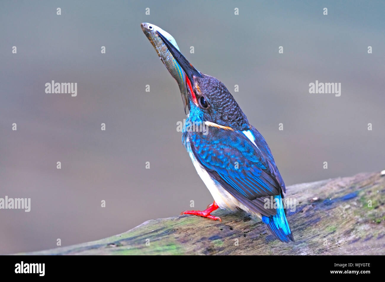 Little blue kingfisher, male Blue-banded Kingfisher (Alcedo euryzona ...