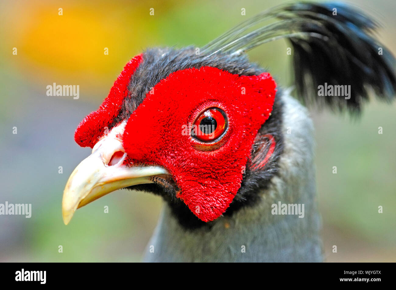 Closeup, face of male Siamese Fireback (Lophura diardi Stock Photo - Alamy