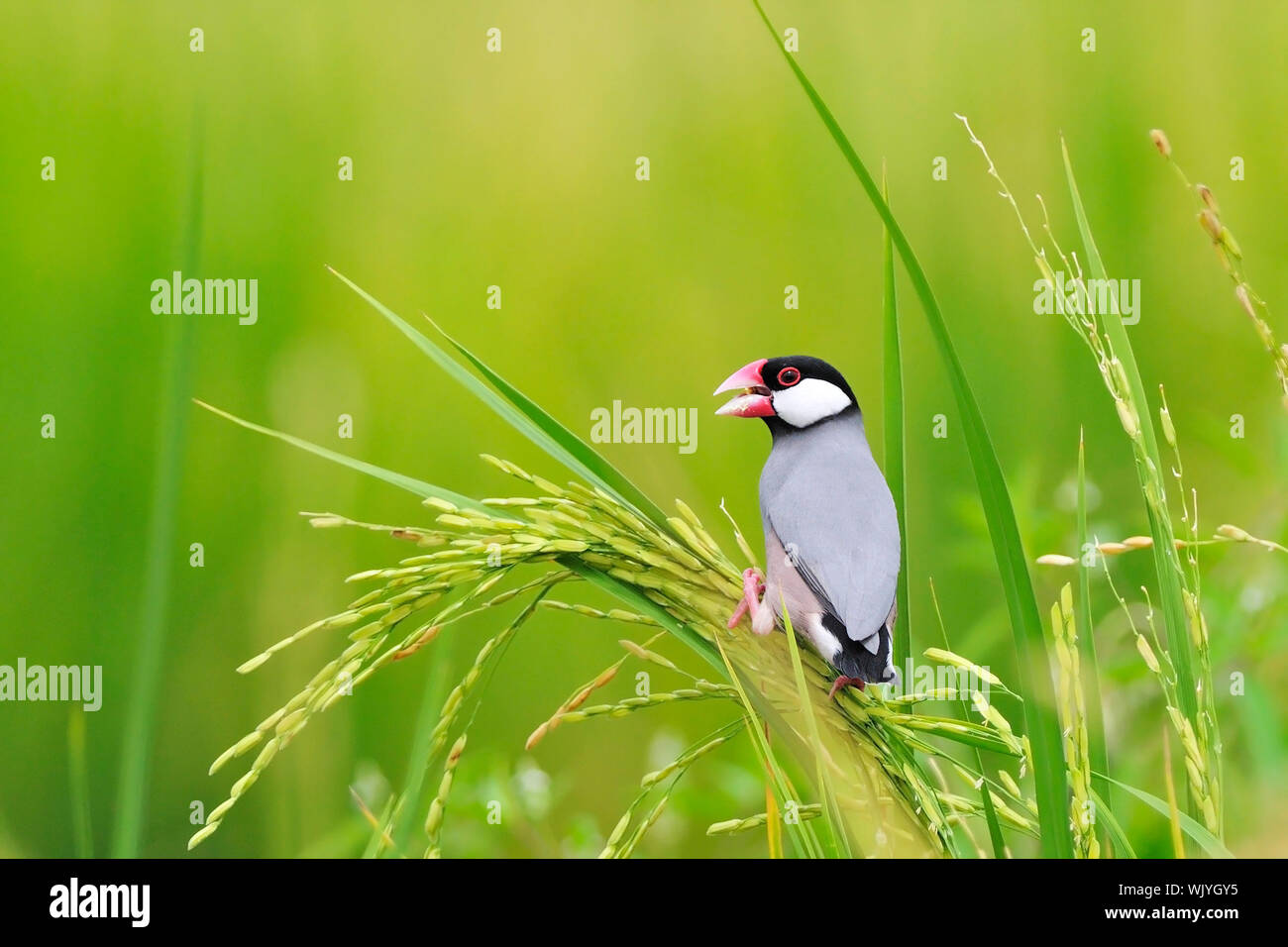 Lochura oryzivora hi-res stock photography and images - Alamy
