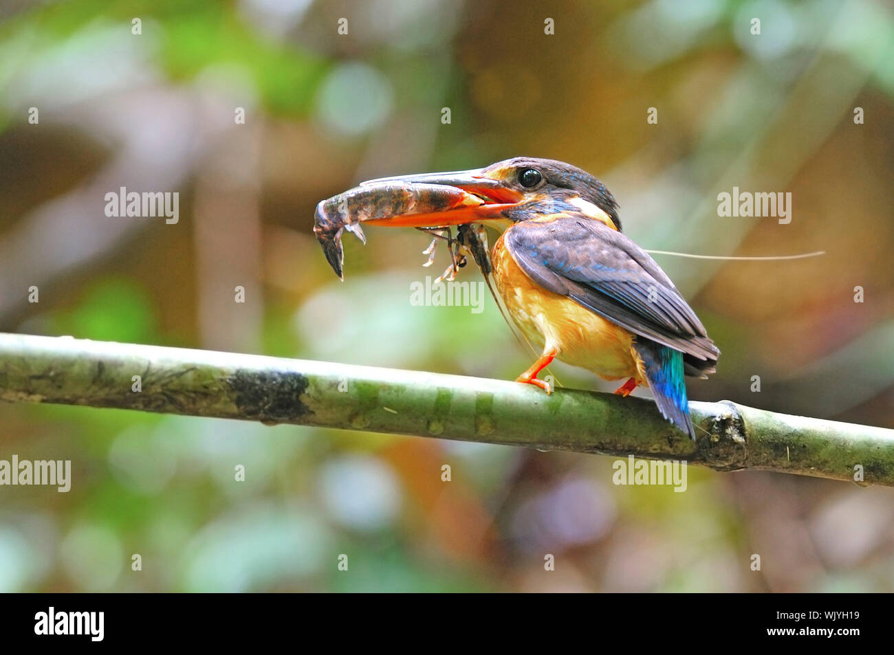 Little blue kingfisher, female Blue-banded Kingfisher (Alcedo euryzona ...
