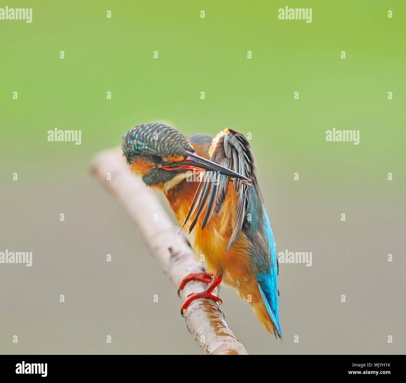 Bird feathering, beautiful female Common Kingfisher (Alcedo athis ...