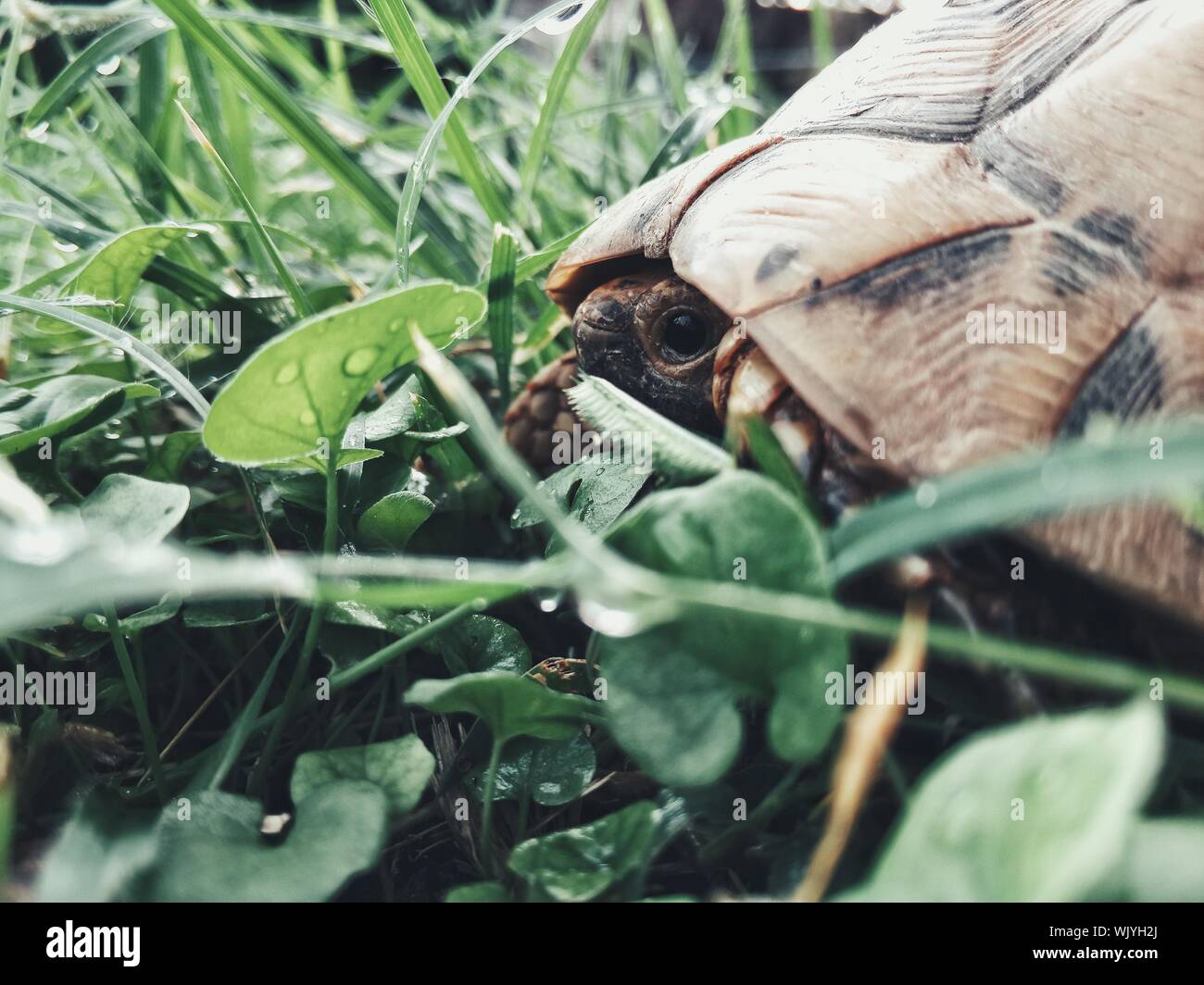 Turtle plant hi-res stock photography and images - Alamy