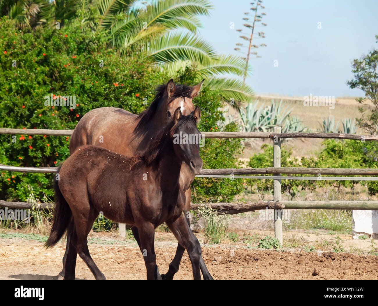 Horses Running At Barn Stock Photo - Alamy